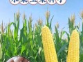 水果玉米种子多少钱一斤_怎么挑选高性价比品种