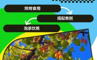 白果怎么吃最安全_白果怎样食用