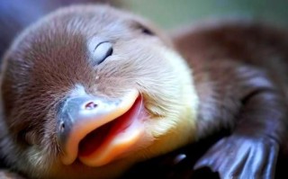 鸭嘴兽长什么样_鸭嘴兽是哺乳动物吗