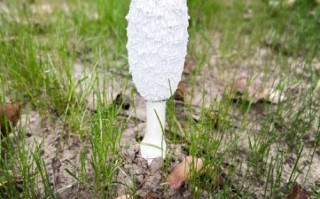 鸡腿菇长什么样子_鸡腿菇和杏鲍菇区别