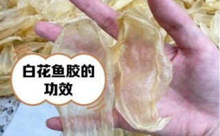 鱼鳔怎么做好吃_鱼鳔的功效与作用
