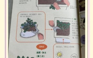 马铃薯对养分有什么要求_如何科学施肥