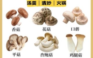 野生鸡腿菇有毒吗_如何安全识别可食鸡腿菇