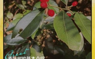 香叶树怎么种_香叶树种植方法