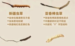 冬虫夏草骗局揭秘_央视315曝光真相