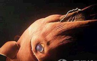 吸血鬼乌贼怎么发光_吸血鬼乌贼有毒吗