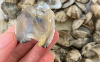 花甲泡一晚上会死吗_花甲泡一夜还能吃吗