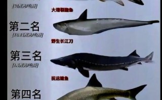 长江刀鱼为什么这么贵_长江刀鱼多少钱一斤