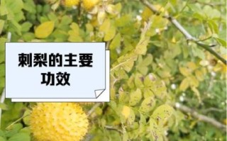 野生刺梨图片_野生刺梨的功效与作用