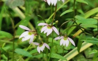 半边莲图片大全_半边莲长什么样