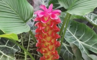 黄姜花有什么功效与作用_黄姜花怎么泡水喝