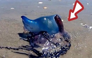 世界上最恐怖的水母_箱水母毒性有多强