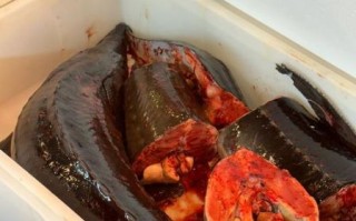 鳇鱼青海湖_青海湖有鳇鱼吗