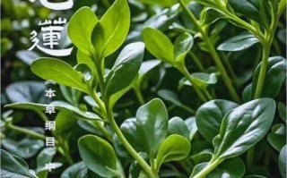 穿心莲生吃好还是熟吃好_功效差异与食用建议