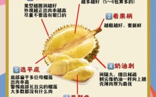 榴莲图片高清_如何挑选果肉饱满的榴莲