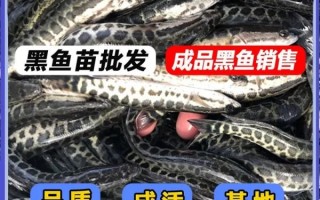 黑鱼苗批发多少钱一斤_黑鱼苗价格行情