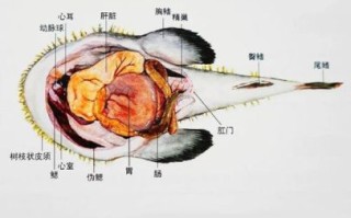 鮟鱇鱼雄性和雌性长在一起_为什么会永久融合