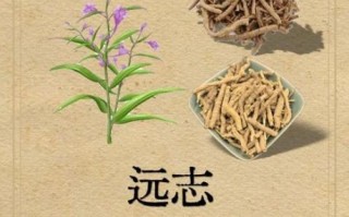 远志的功效与作用吃法_远志怎么泡水喝