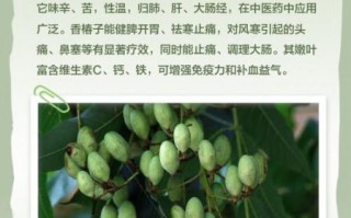 香椿子泡水可以降血糖吗_香椿子降血糖是真的吗