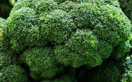 西兰花图片大全大图_西兰花高清图哪里找