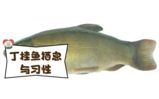 桂鱼刺多吗_桂鱼刺多不多