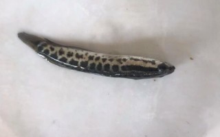 黑鱼苗批发价格_黑鱼苗批发哪里便宜