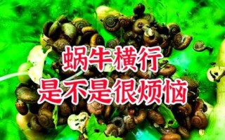 非洲大蜗牛入侵怎么办_如何彻底消灭