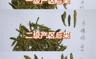 龙井茶怎么分辨好坏_龙井茶好坏鉴别方法