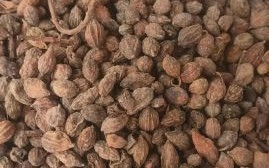 益智仁价格多少钱一斤_益智仁最新行情