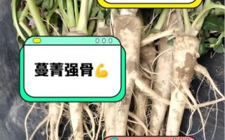 蔓菁图片功效与作用_蔓菁怎么吃效果最好