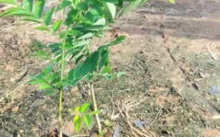 黄花梨树苗多少钱一棵_黄花梨树苗价格表