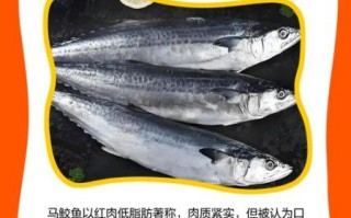 马鲛鱼的营养价值_马鲛鱼的功效与作用