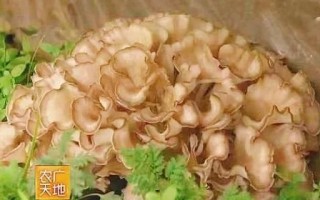 迁西栗蘑图片_如何辨别真假