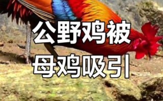 野山鸡叫声像什么_如何分辨公母