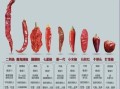 朝天椒辣不辣_到底有多辣
