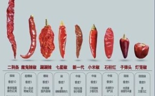 朝天椒辣不辣_到底有多辣