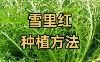 雪里红什么时候种植_雪里红种植时间