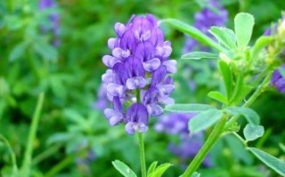 野苜蓿草图片长什么样_野苜蓿草与紫花苜蓿区别