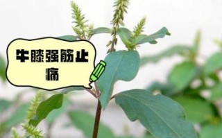 牛膝功效与作用_牛膝怎么用效果最好