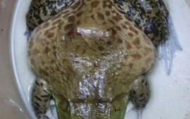 牛蛙养殖赚钱吗_牛蛙养殖成本与利润