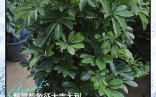 鹅掌柴的风水作用_鹅掌柴摆放禁忌