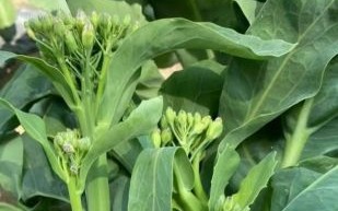 芥兰图片大全_芥兰和菜心区别