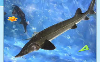 中华鲟鱼图片_中华鲟鱼长什么样