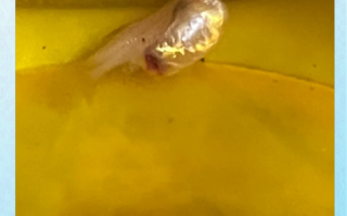 凤尾鱼下崽前有什么征兆_凤尾鱼多久生一次小鱼