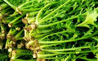 野生雪里蕻怎么吃_野生雪里蕻的吃法大全