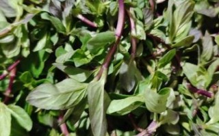 农村野菜有哪些_农村野菜怎么做好吃