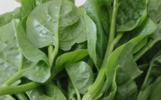 木耳菜怎么种_木耳菜图片长什么样