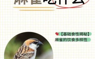 麻雀鸟吃什么_麻雀鸟怎么养