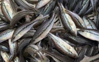 鲈鱼苗怎么养_鲈鱼苗价格多少钱一斤