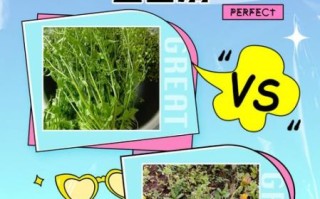 荠荠菜长什么样子_荠荠菜和蒲公英区别